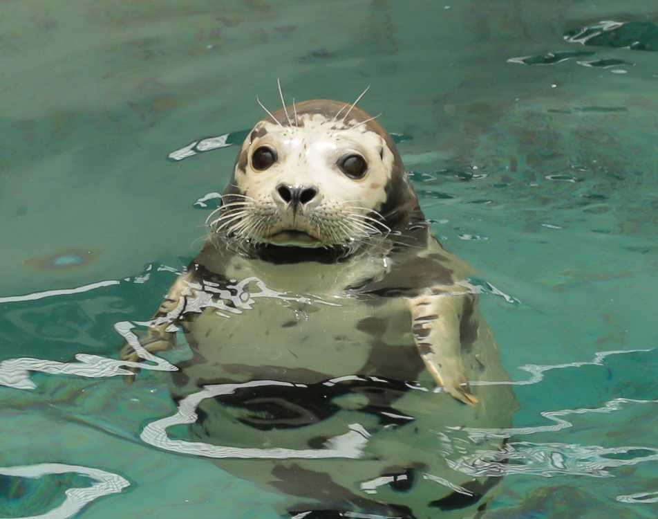 Focsle | The Marine Mammal Center