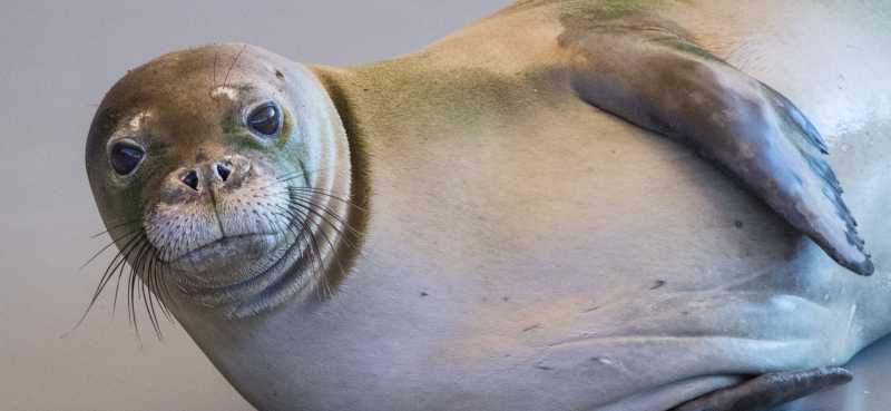First Monk Seal to Receive a CT Scan Released Back to the Wild | The ...