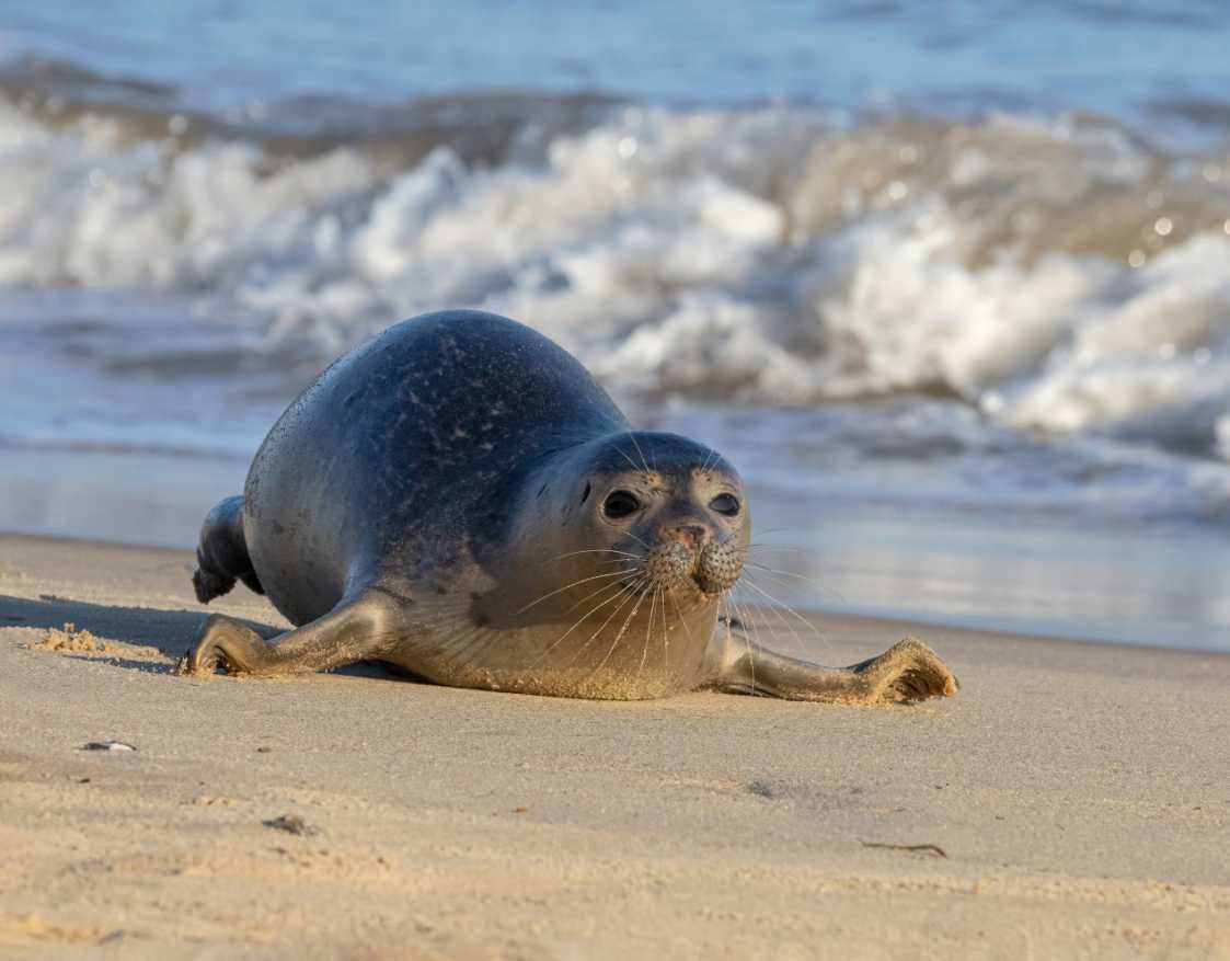 Your Guide to Seeing Harbor Seal Pups in California | The Marine Mammal ...