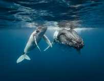 Learn About Marine Mammals | The Marine Mammal Center