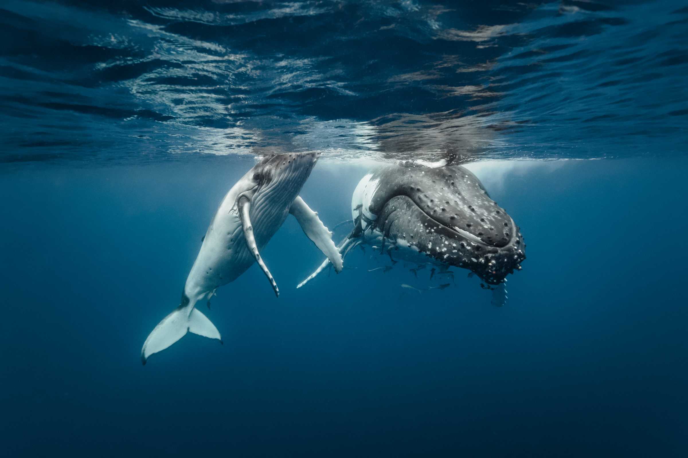 Cetaceans | The Marine Mammal Center