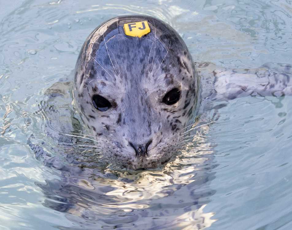 Elijah | The Marine Mammal Center
