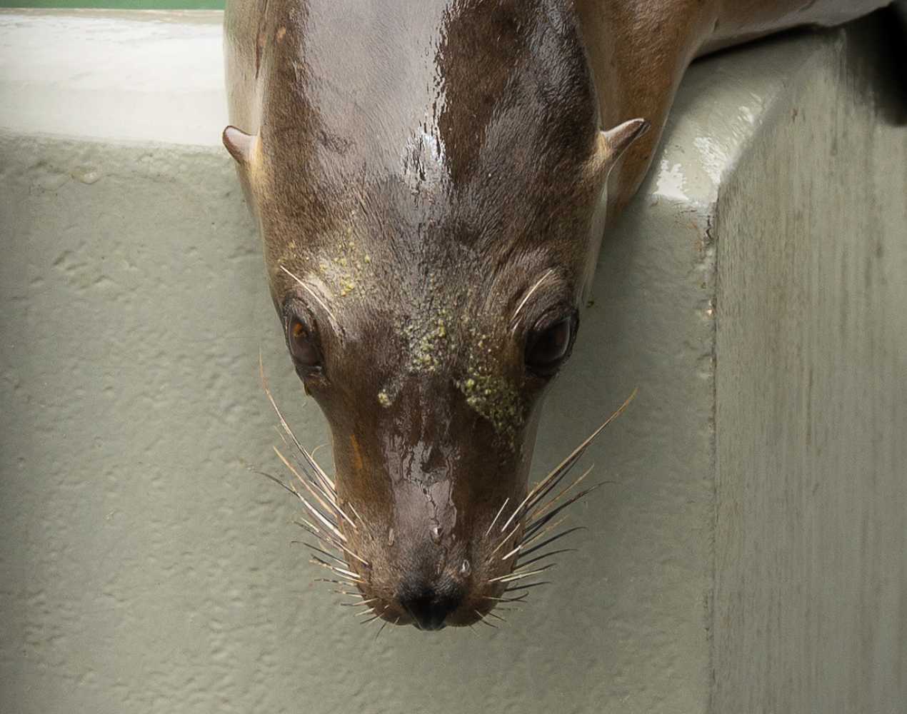 Umi | The Marine Mammal Center