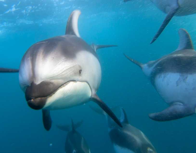 Cetaceans | The Marine Mammal Center