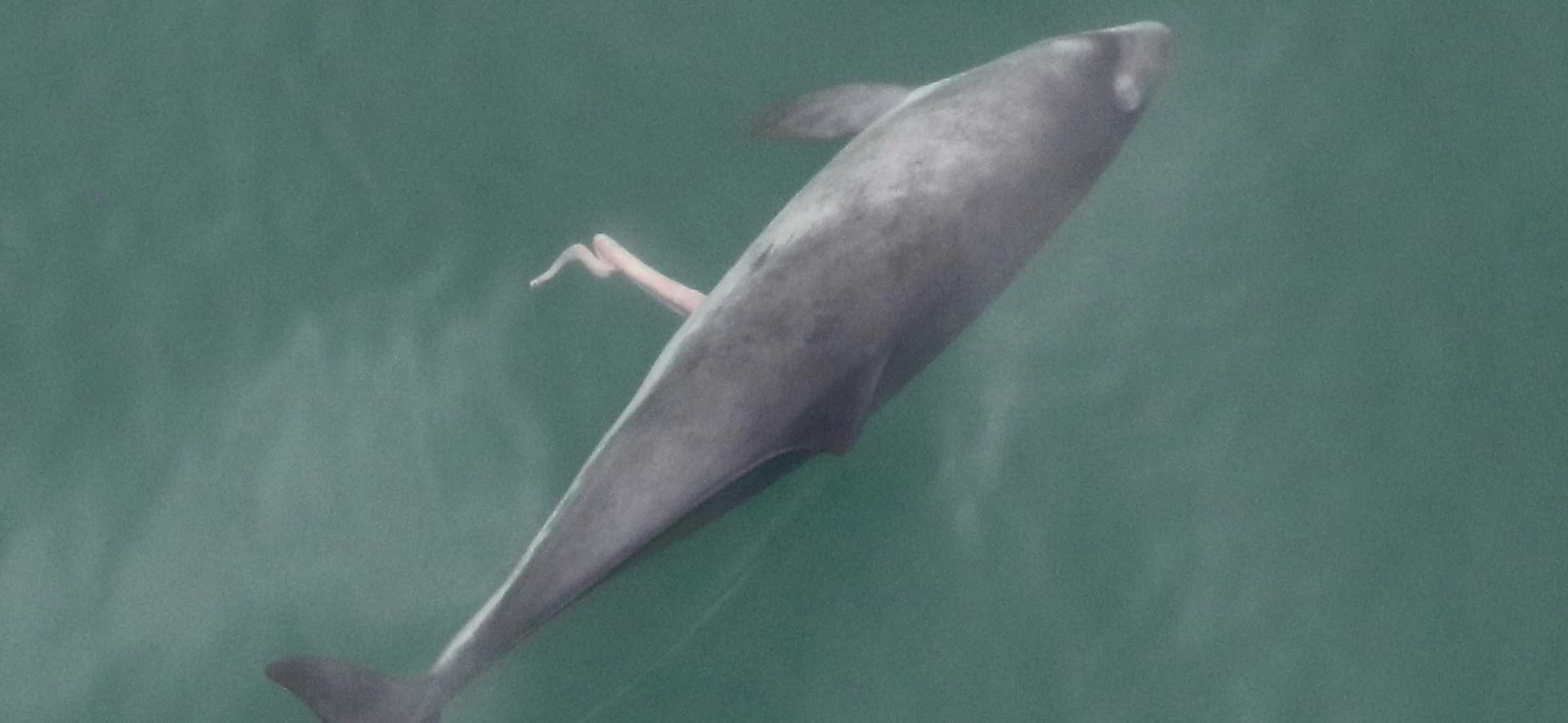 Harbor Porpoise Mating in the “Funnel of Love” | The Marine Mammal Center