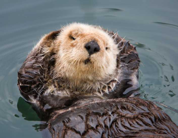 Learn About Marine Mammals | The Marine Mammal Center