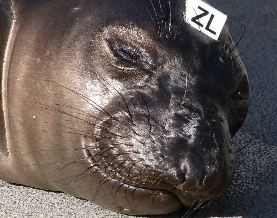 Silomar | The Marine Mammal Center