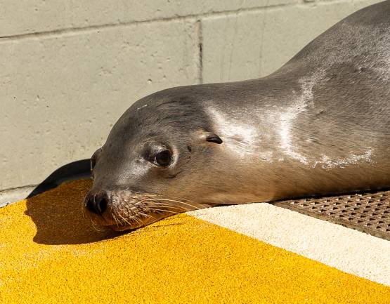 Xena | The Marine Mammal Center