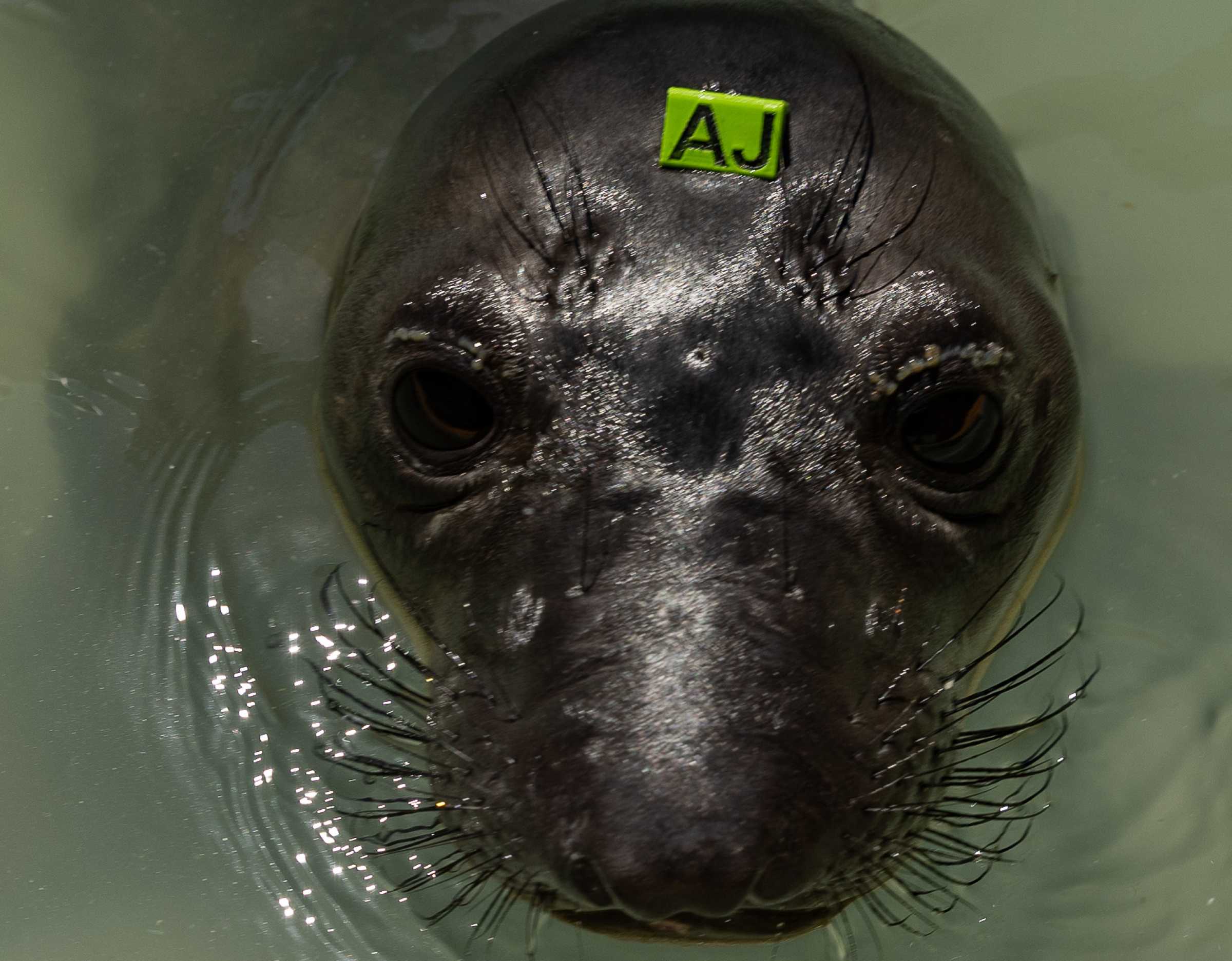Janelle | The Marine Mammal Center
