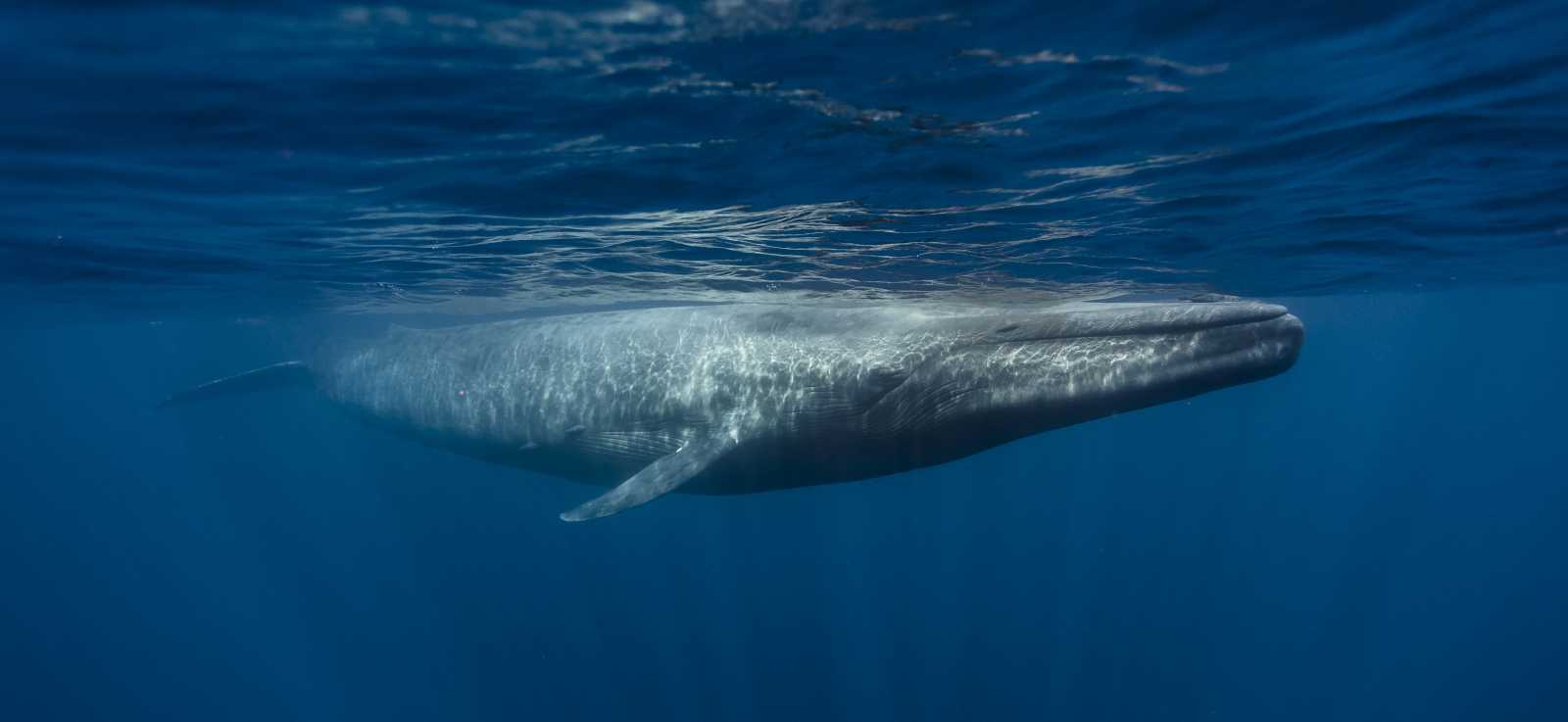 The Marine Mammal Center Blue Whale