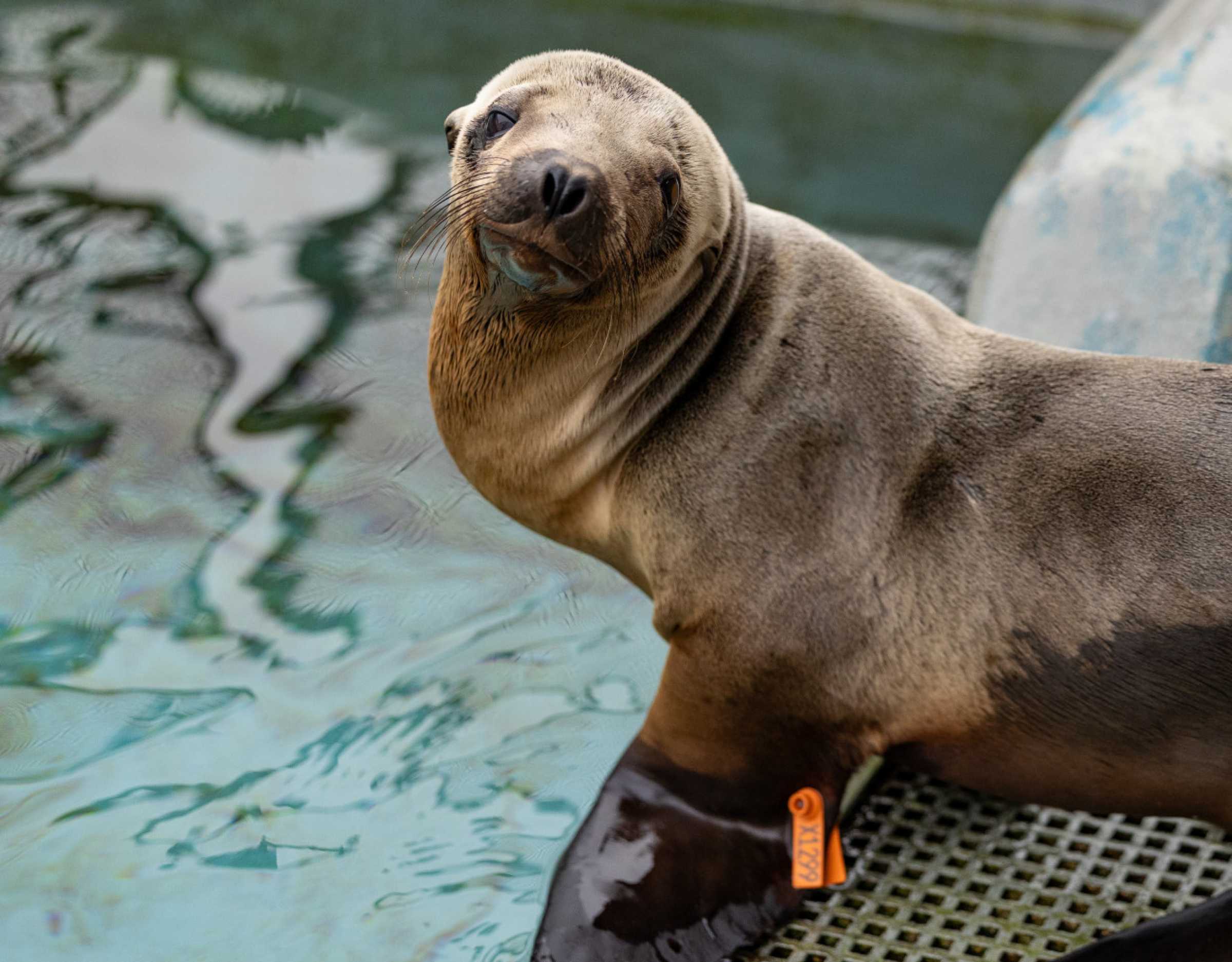 Zorrah | The Marine Mammal Center
