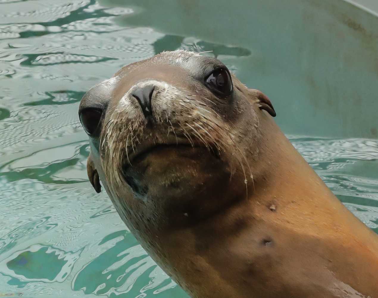 Oso | The Marine Mammal Center