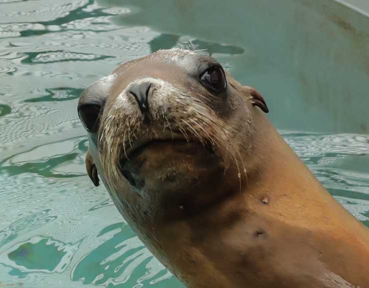 Oso | The Marine Mammal Center