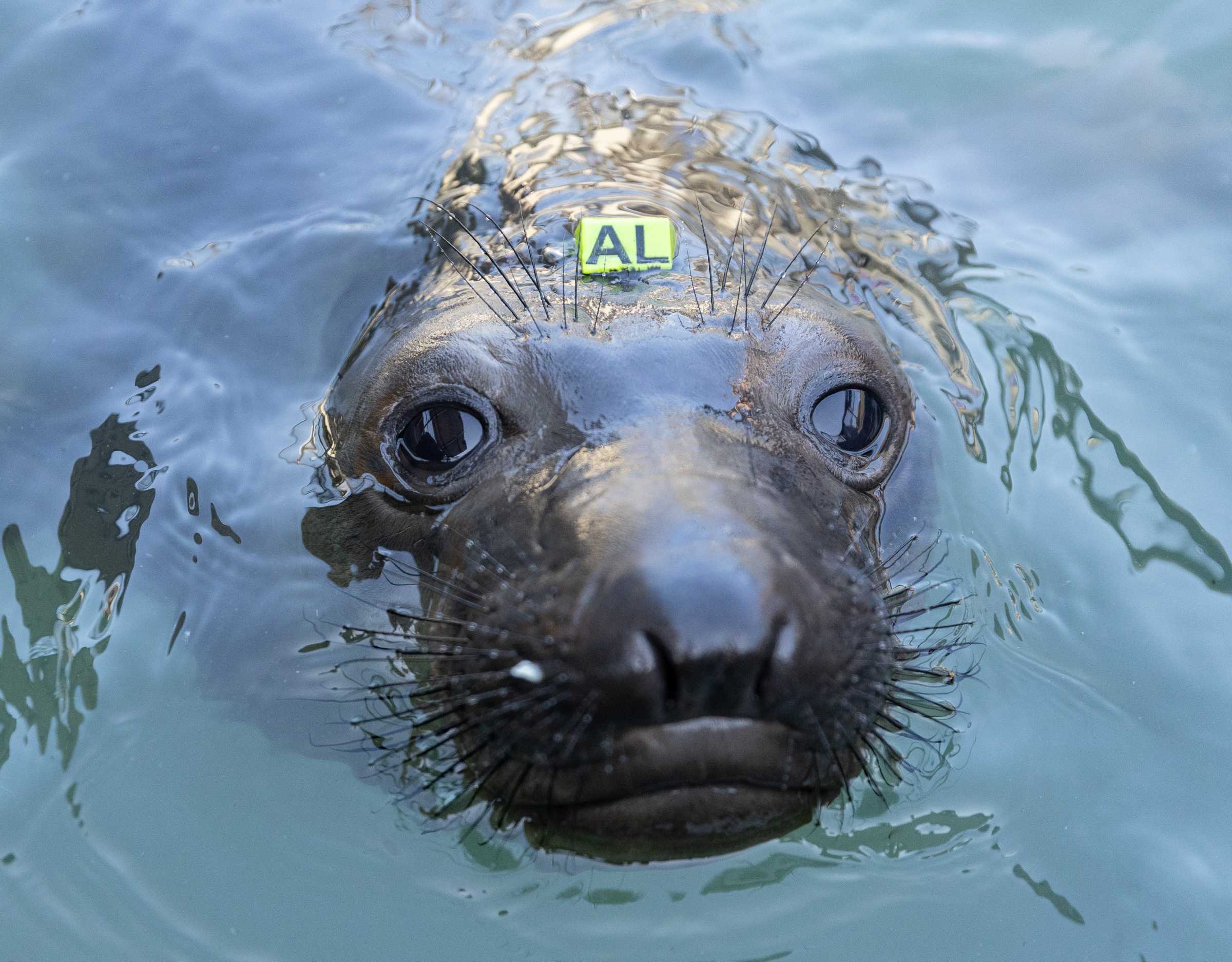 Mallory | The Marine Mammal Center