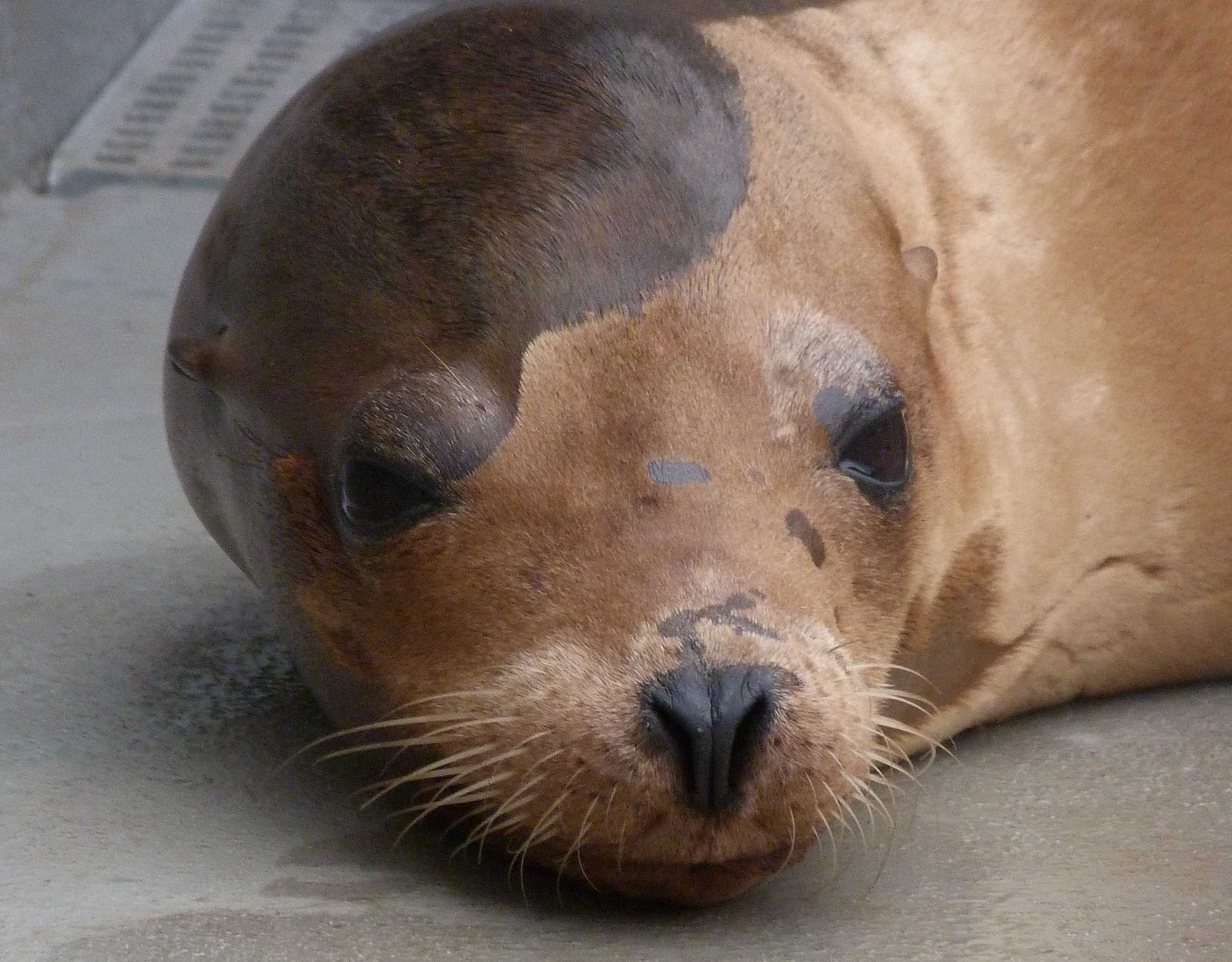 Dapper | The Marine Mammal Center