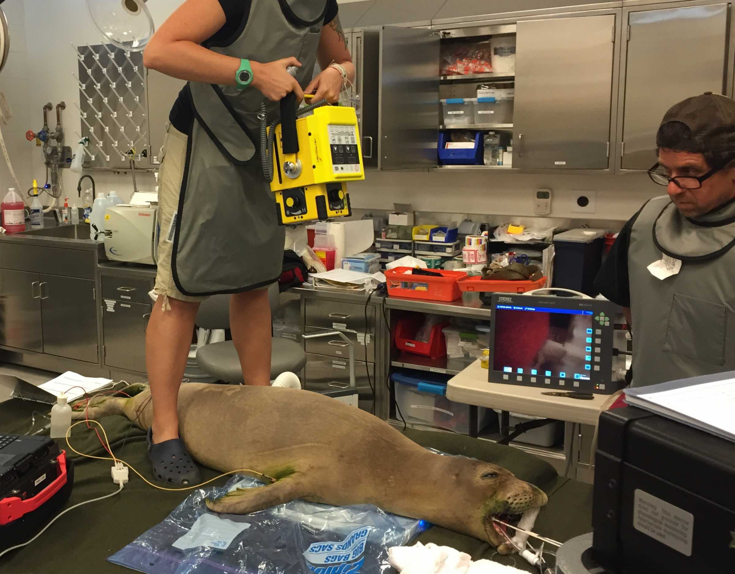 Portable X-Ray Machine Will Help Diagnose Hawaiian Monk Seals | The ...