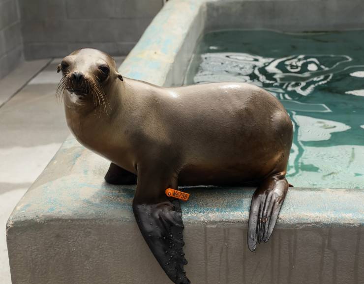 Ruffles | The Marine Mammal Center