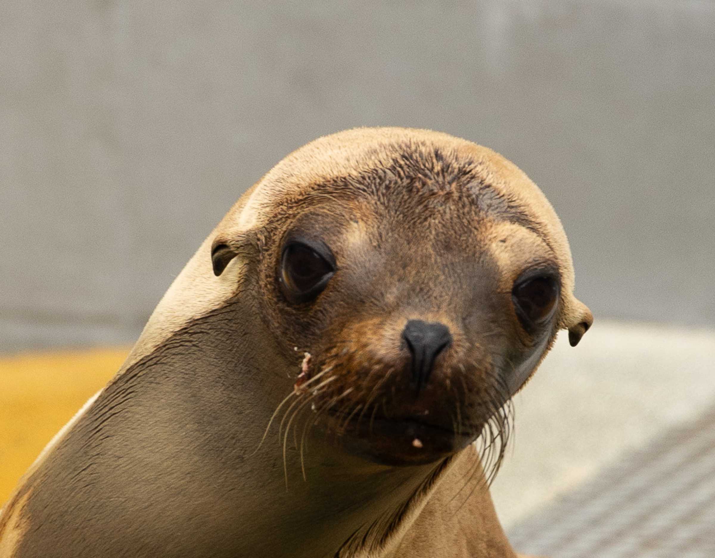 Tuff | The Marine Mammal Center