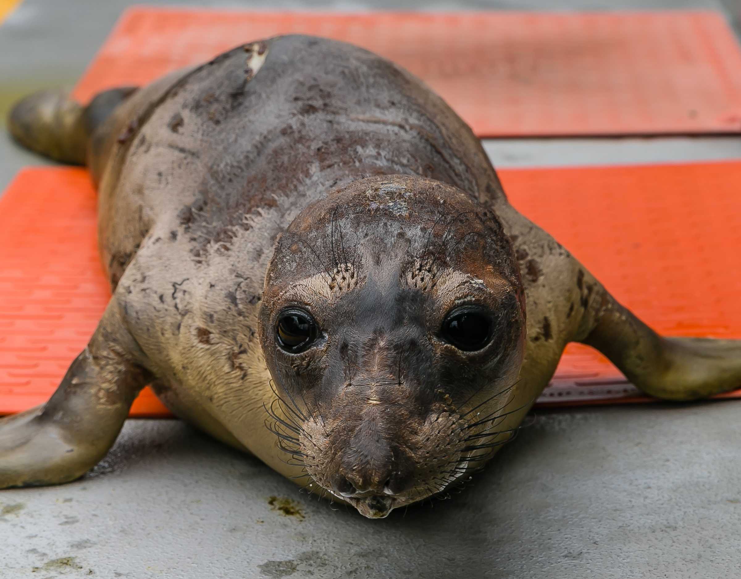 Seavonte | The Marine Mammal Center
