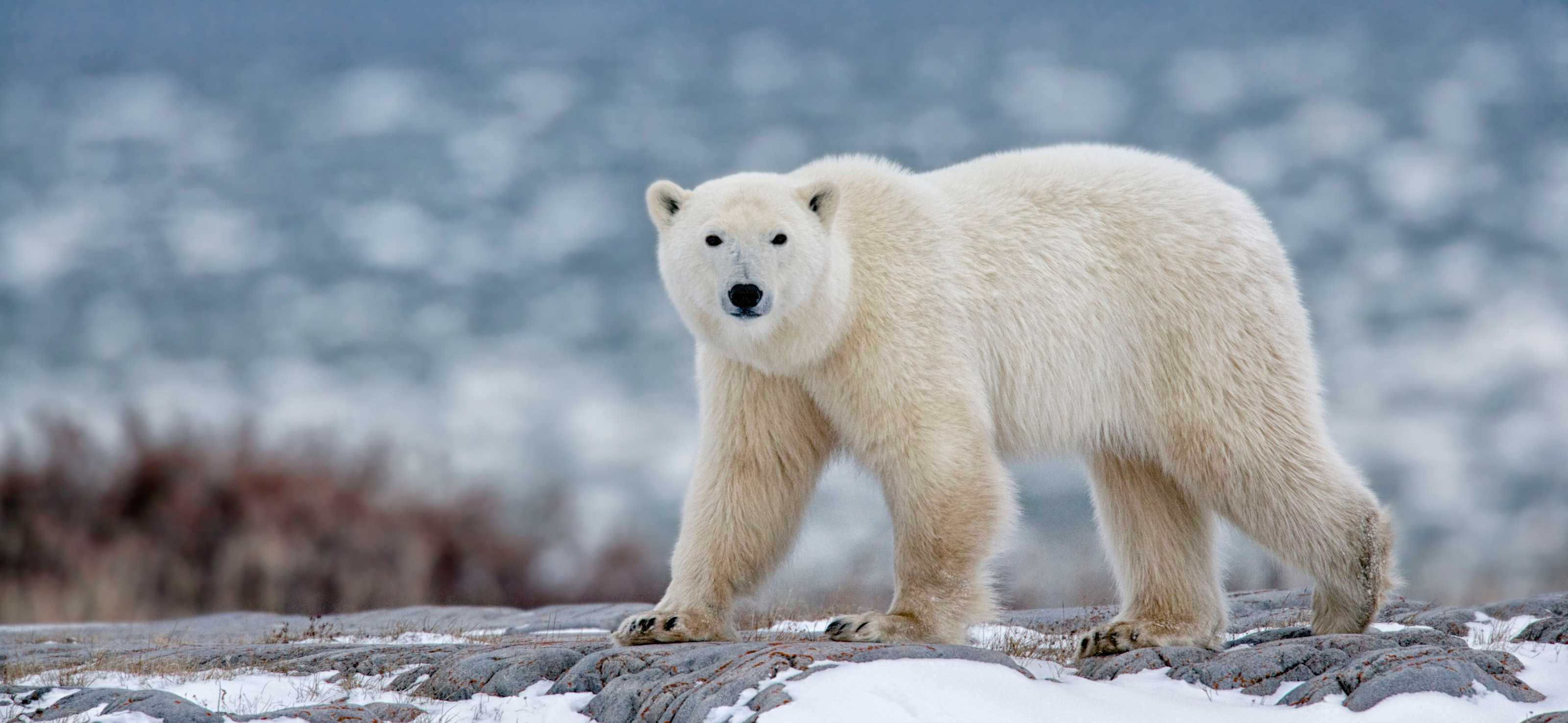 Polar Bears | The Marine Mammal Center