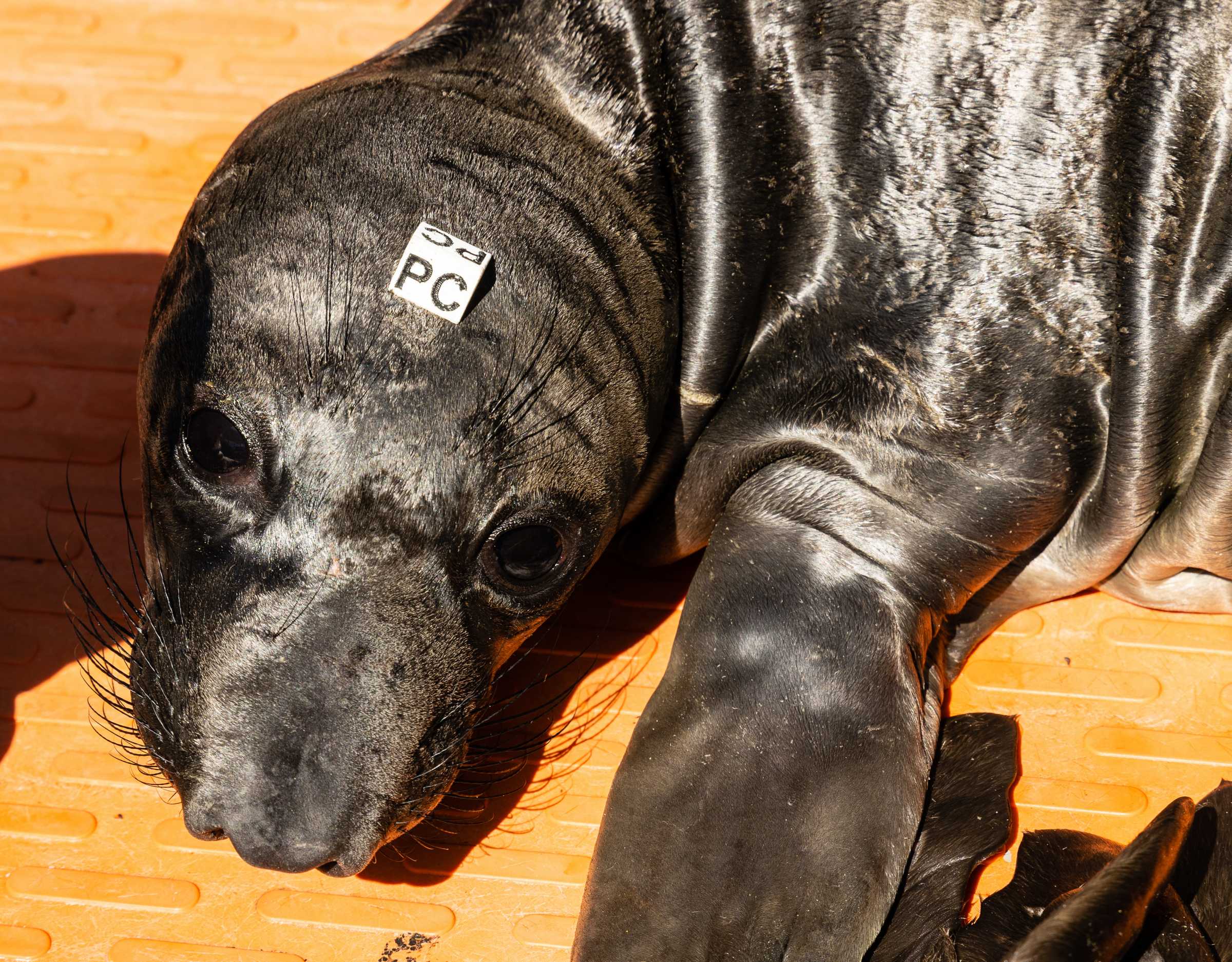 Waddle | The Marine Mammal Center