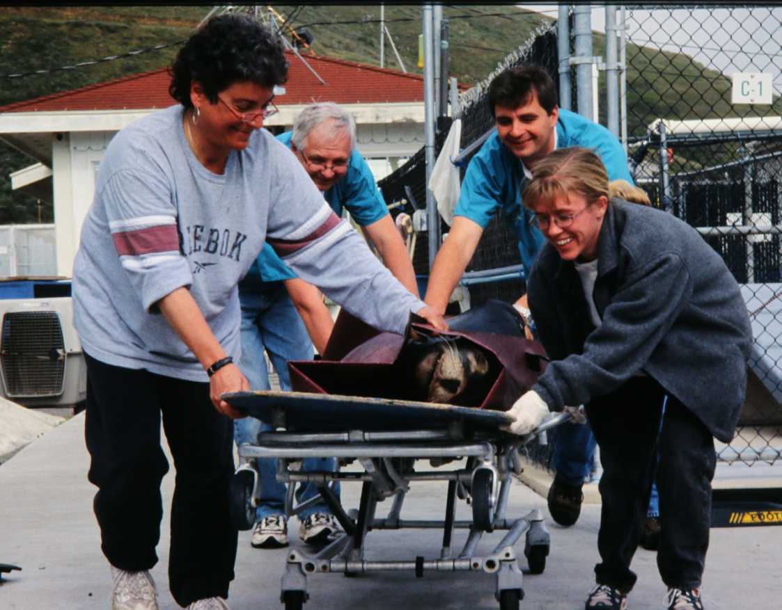 Stories from the Last 50 Years | The Marine Mammal Center