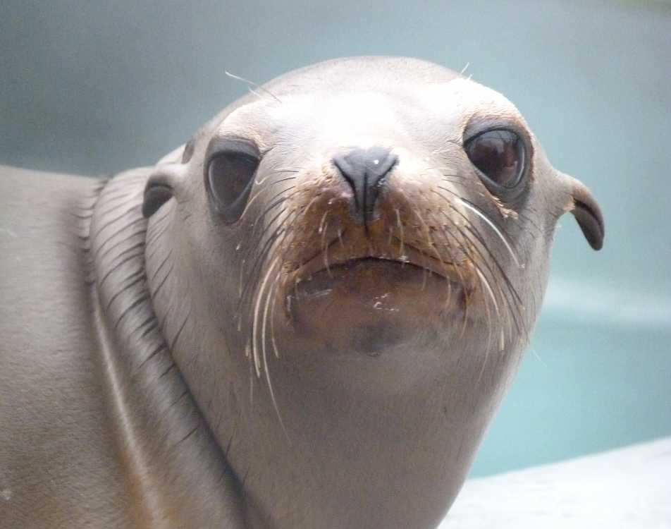 Taper | The Marine Mammal Center