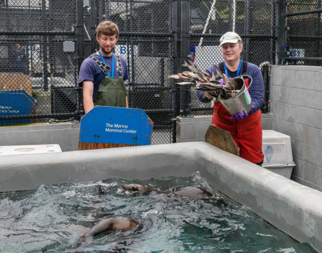 Opportunities | The Marine Mammal Center
