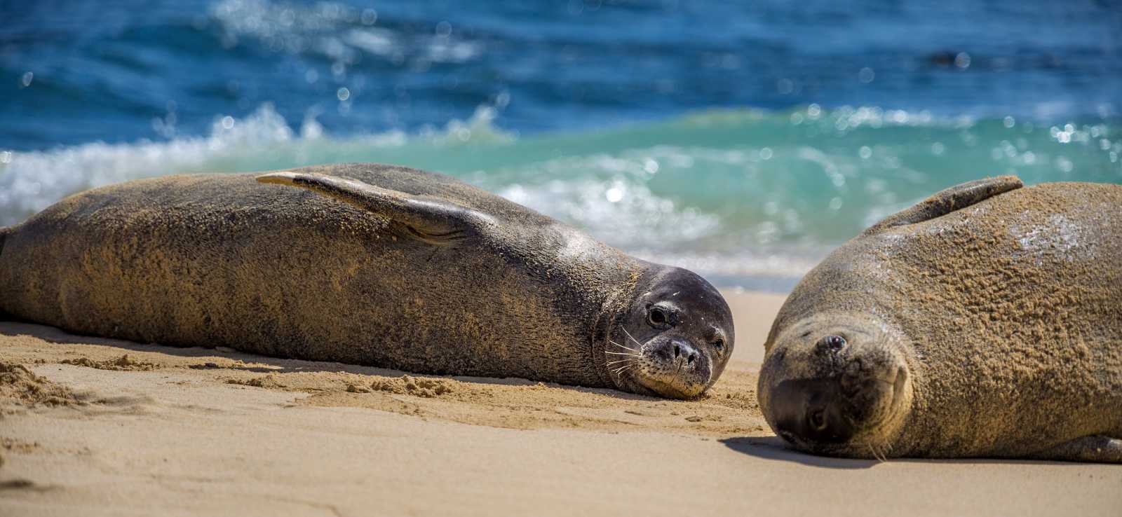 Hawaiian Monk Seal In The Ocean