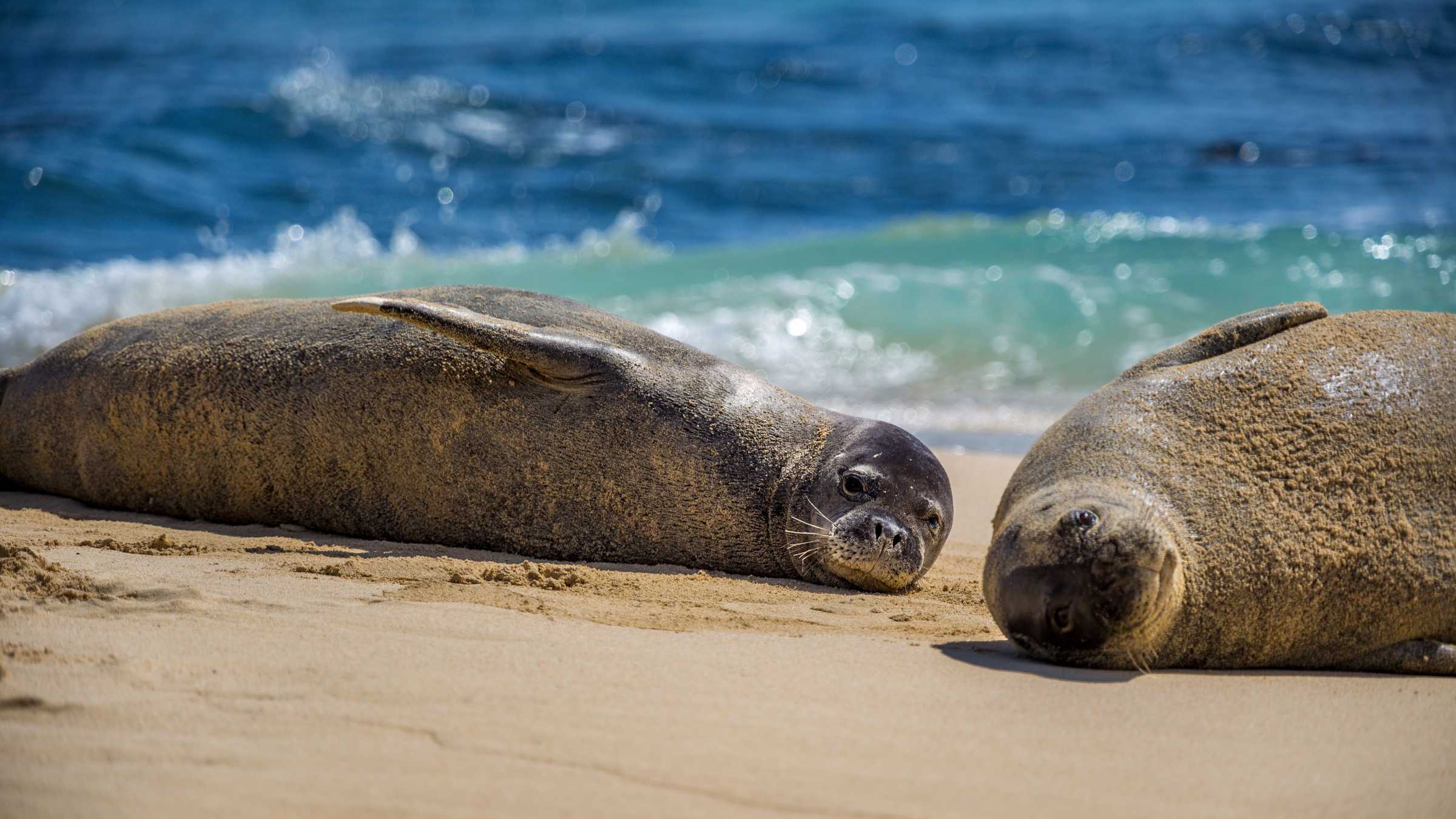 Endangered Species Act | The Marine Mammal Center