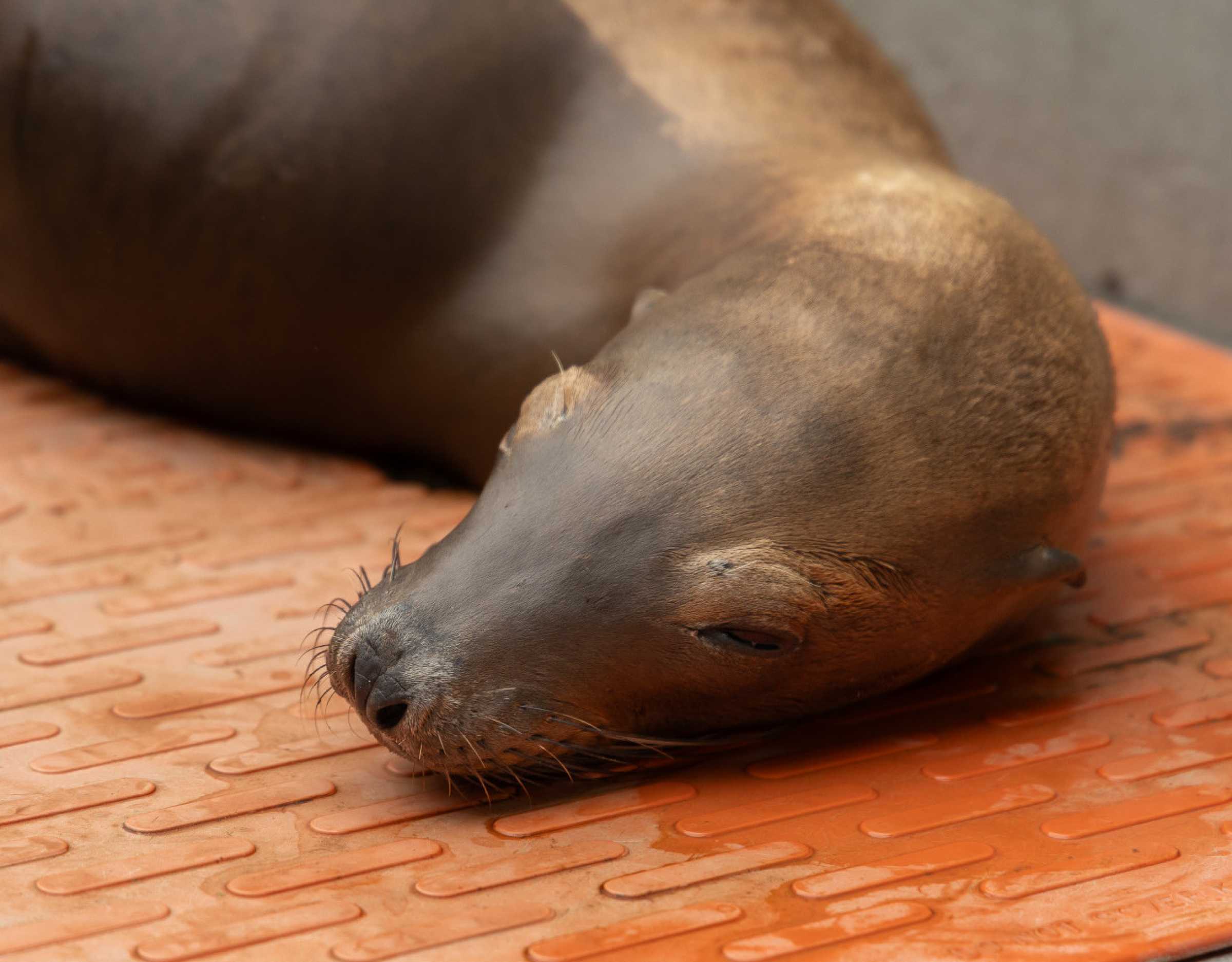 Fidget | The Marine Mammal Center