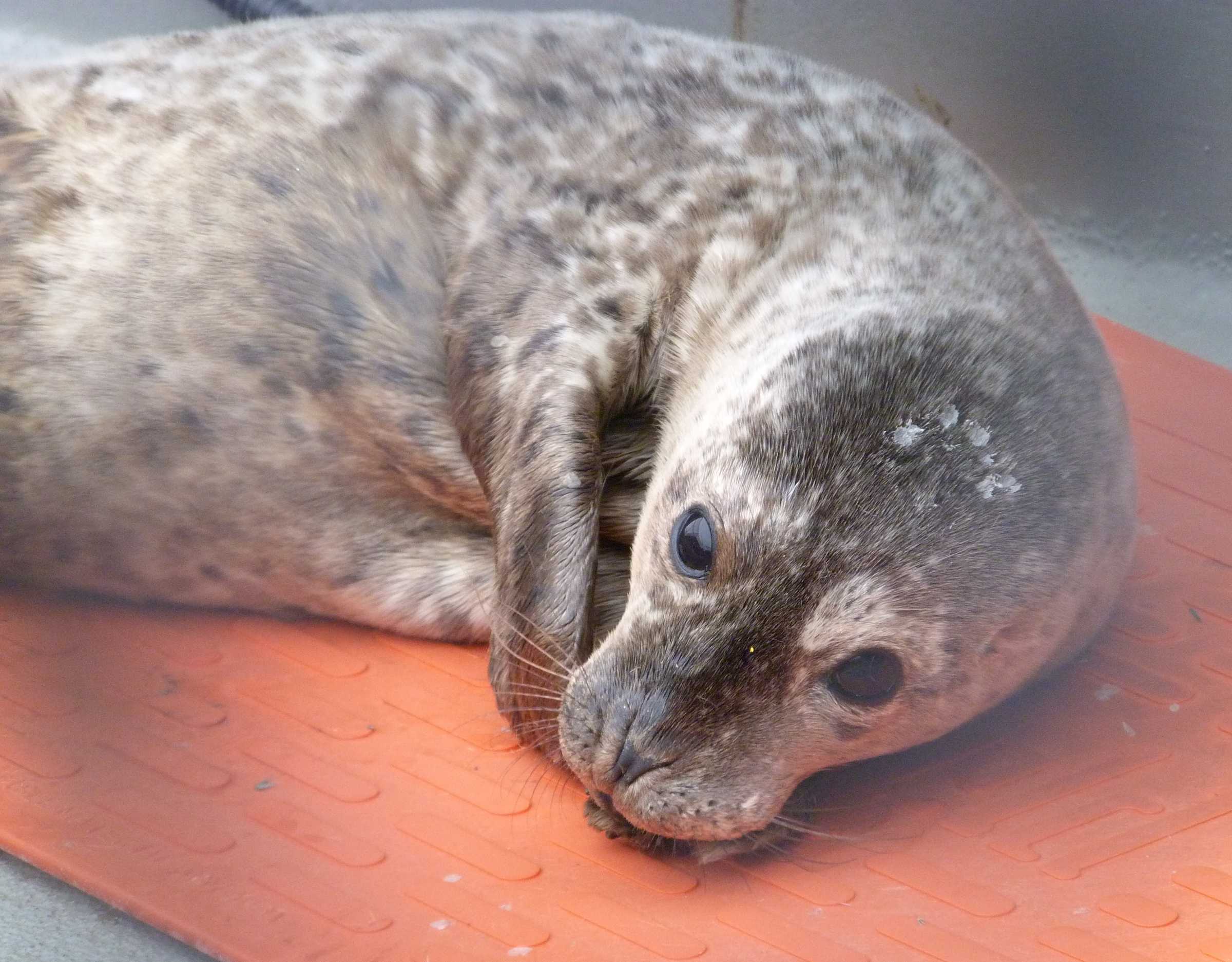 Marin | The Marine Mammal Center