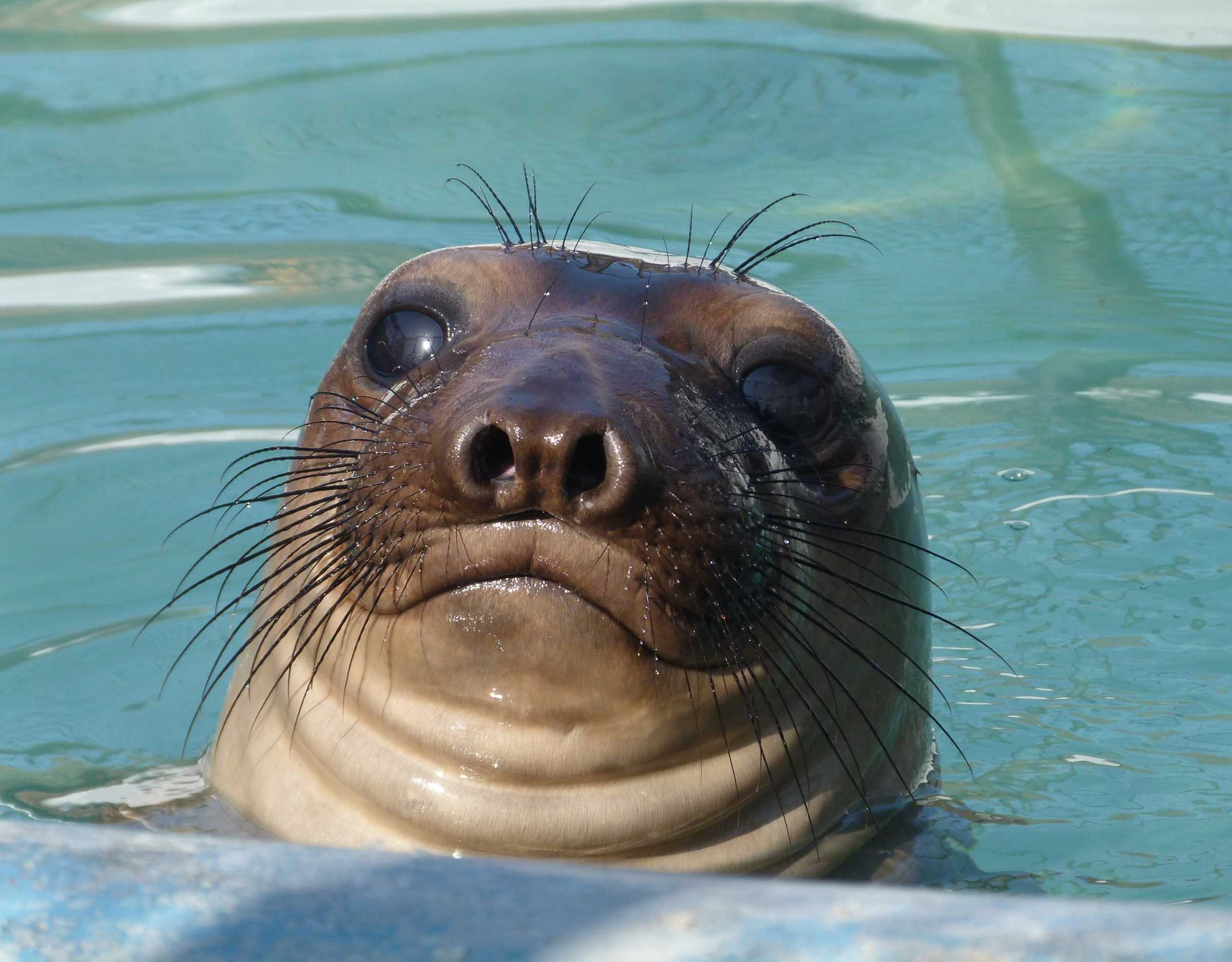 Norwood | The Marine Mammal Center