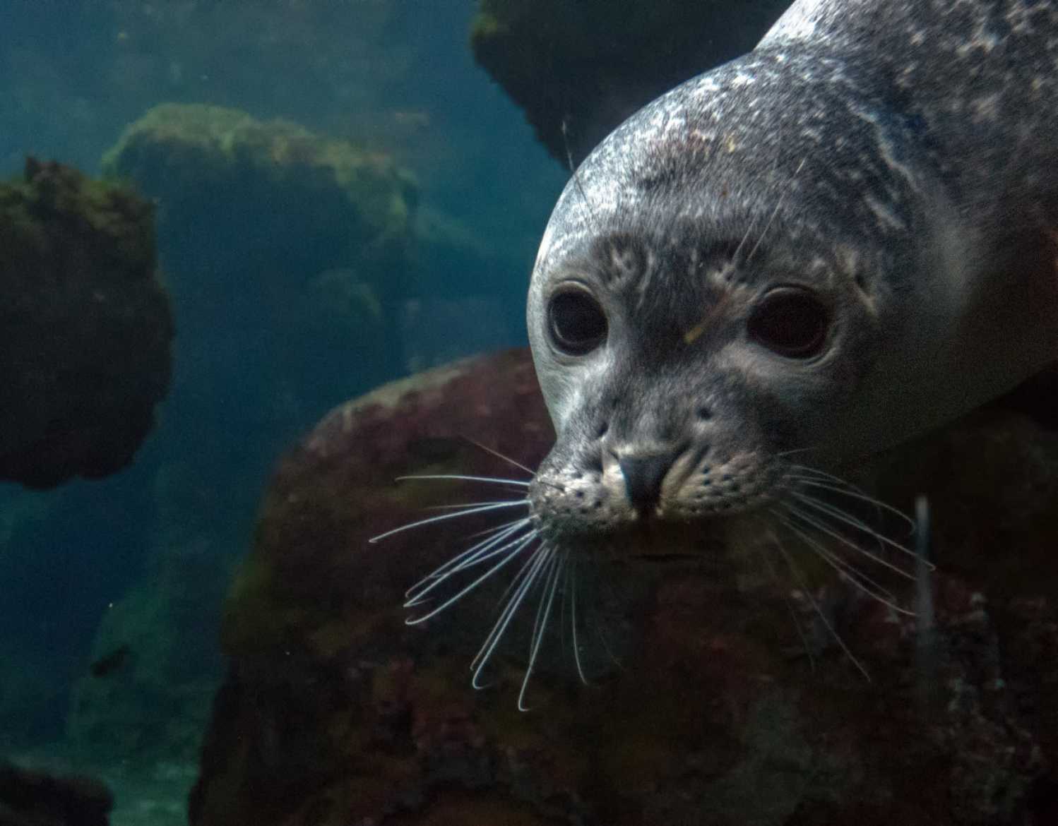 Adaptations of the Deep: Seal Whiskers and Eyes | The Marine Mammal Center