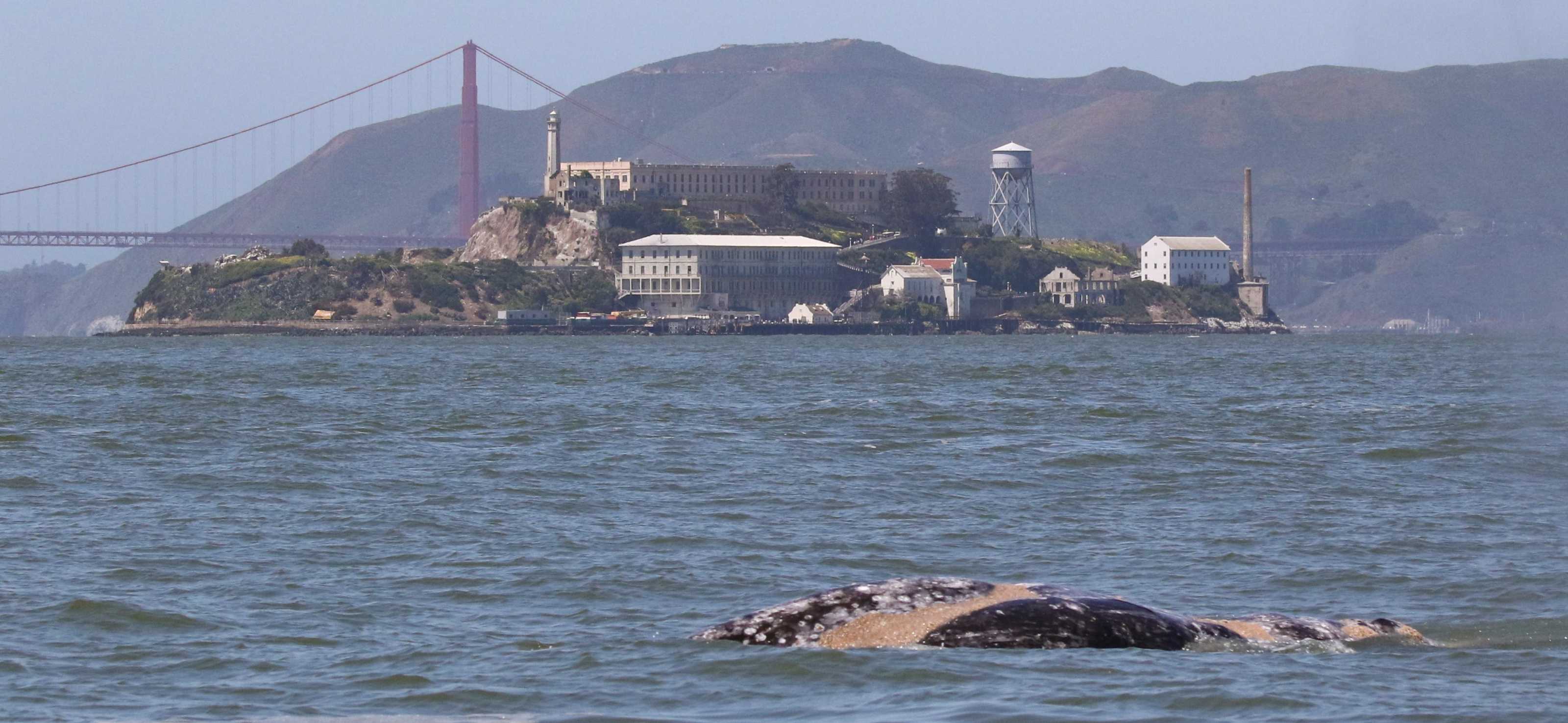 Your Visual Guide to Whale Breaching, Lunge Feeding and Other Behaviors ...