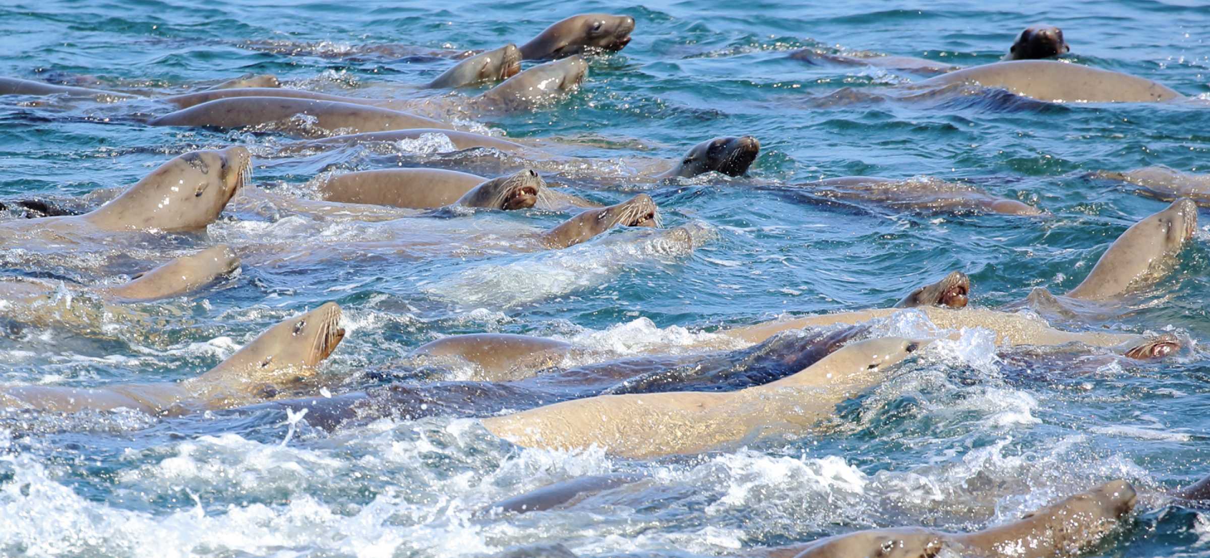California Sea Lion | The Marine Mammal Center