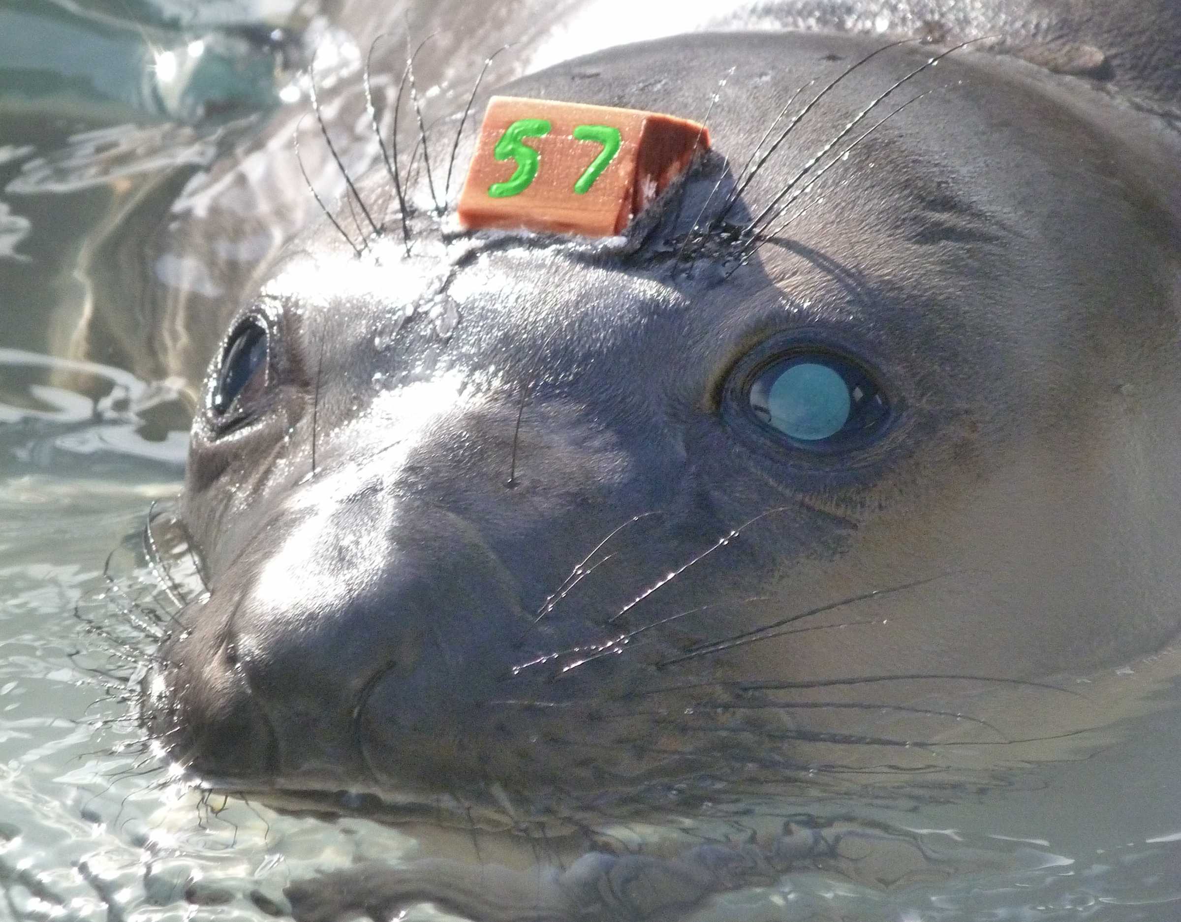 Jetter | The Marine Mammal Center