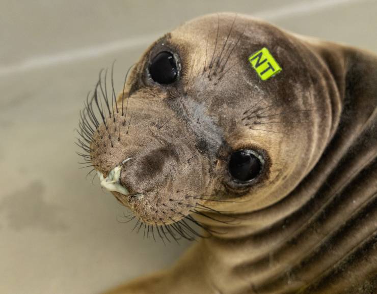 Tardy | The Marine Mammal Center
