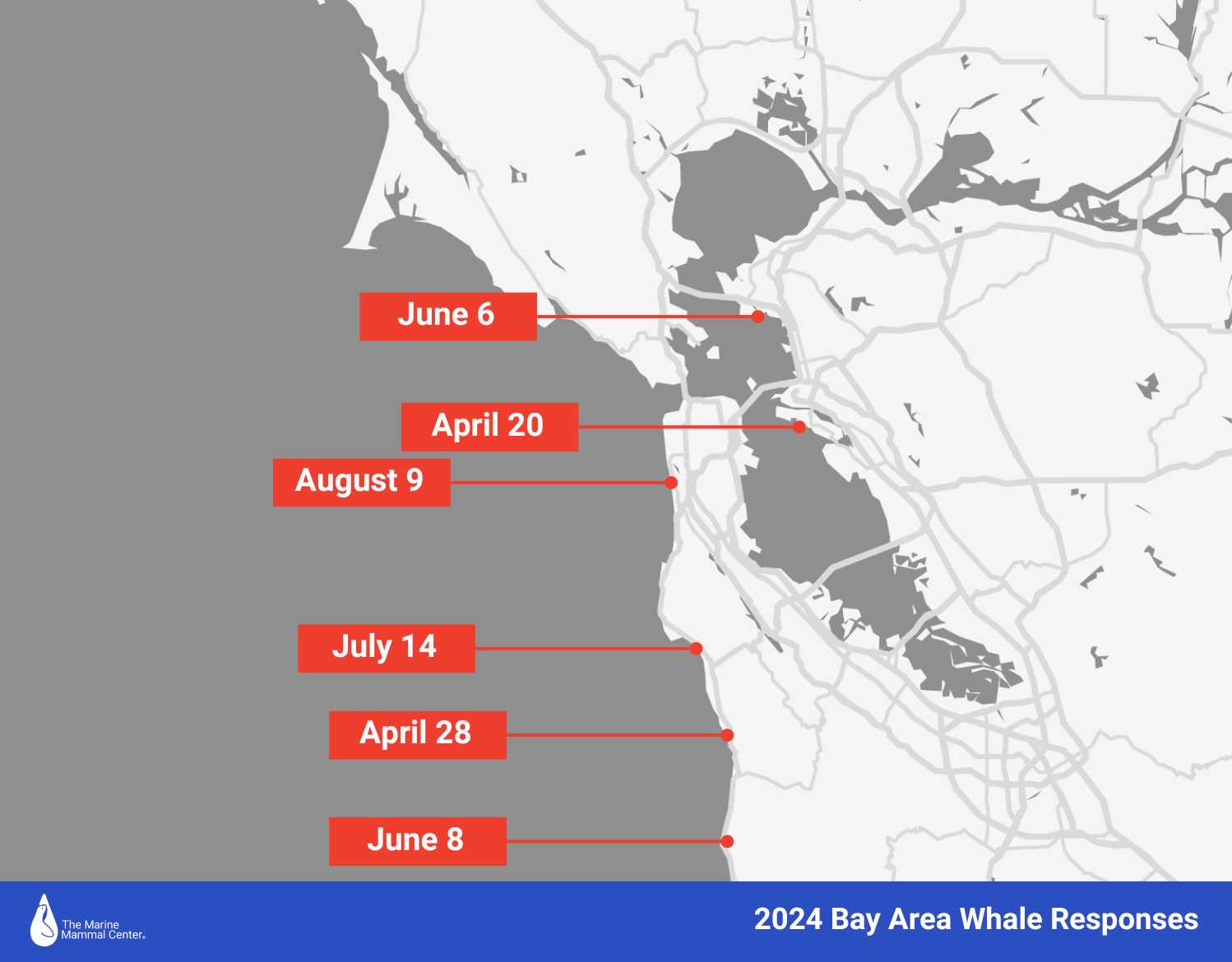 Whale Stranding Press Materials | The Marine Mammal Center