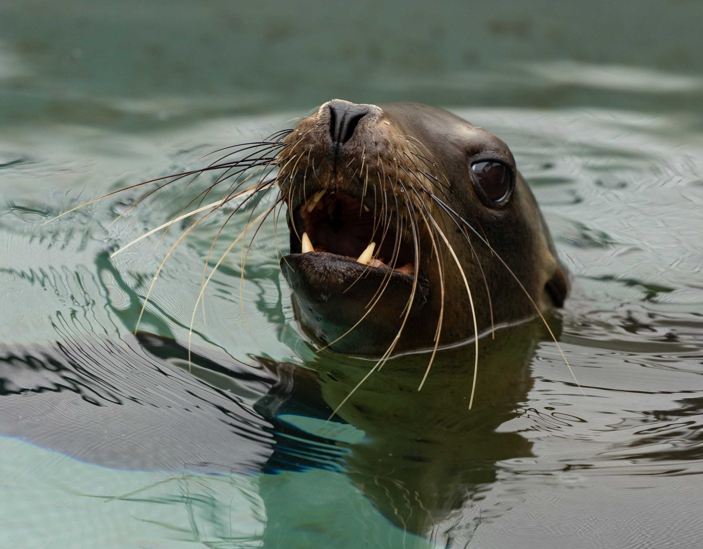 Bodey | The Marine Mammal Center