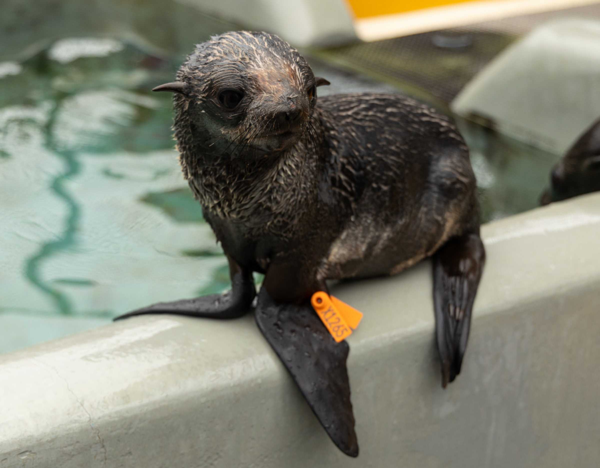 Rusty | The Marine Mammal Center