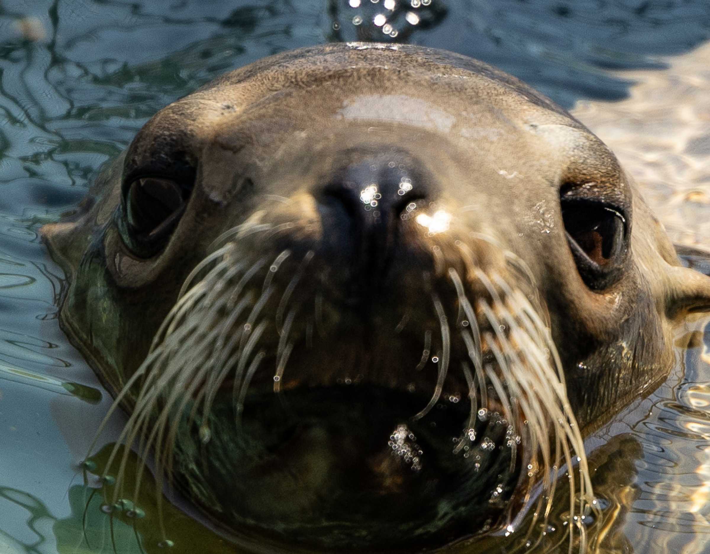 Ethos | The Marine Mammal Center