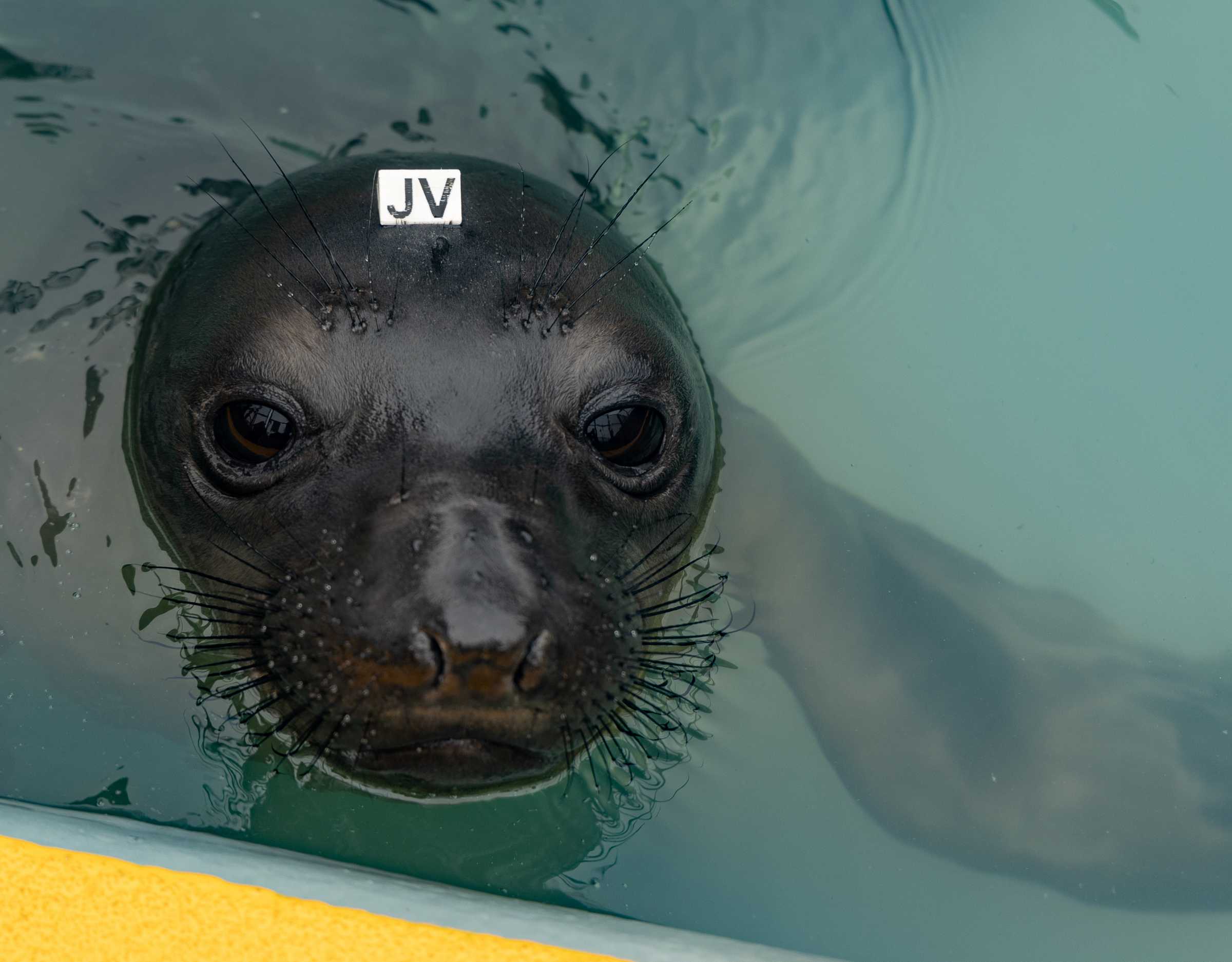 Salamander | The Marine Mammal Center