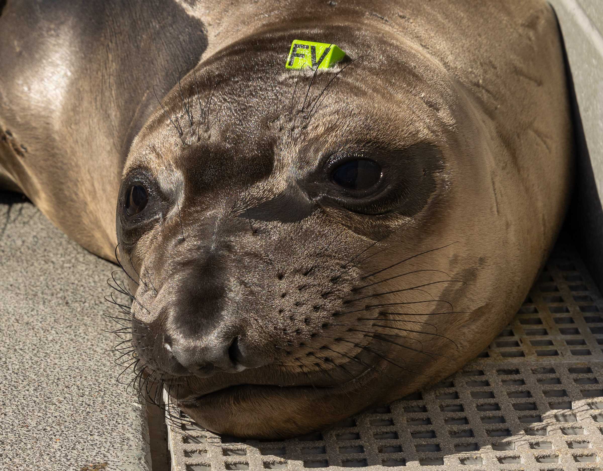 Farfalle | The Marine Mammal Center
