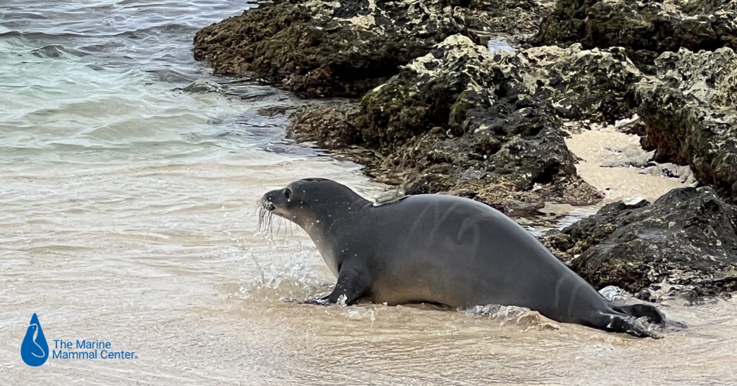 Endangered Hawaiian Monk Seal Released Back to Oʻahu After Receiving Life-Saving Care | The ...