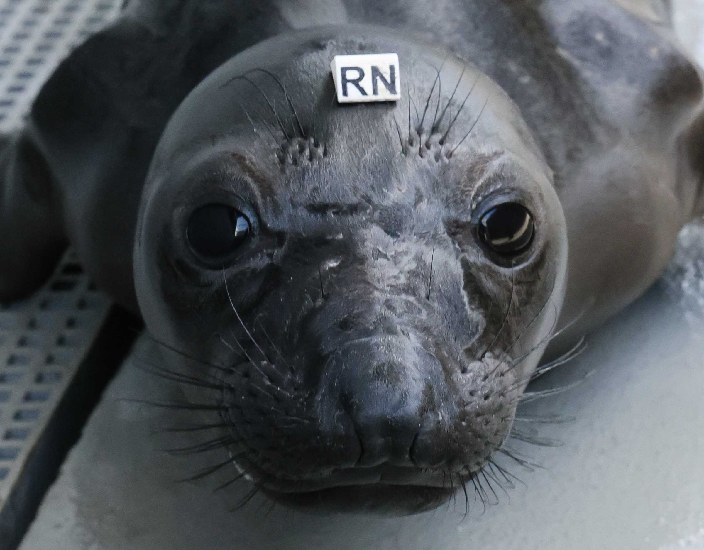 Loaf | The Marine Mammal Center