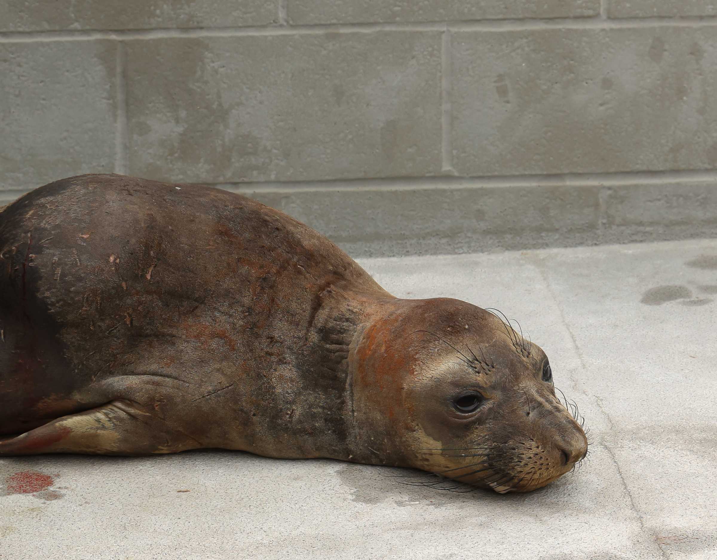 Pyke | The Marine Mammal Center
