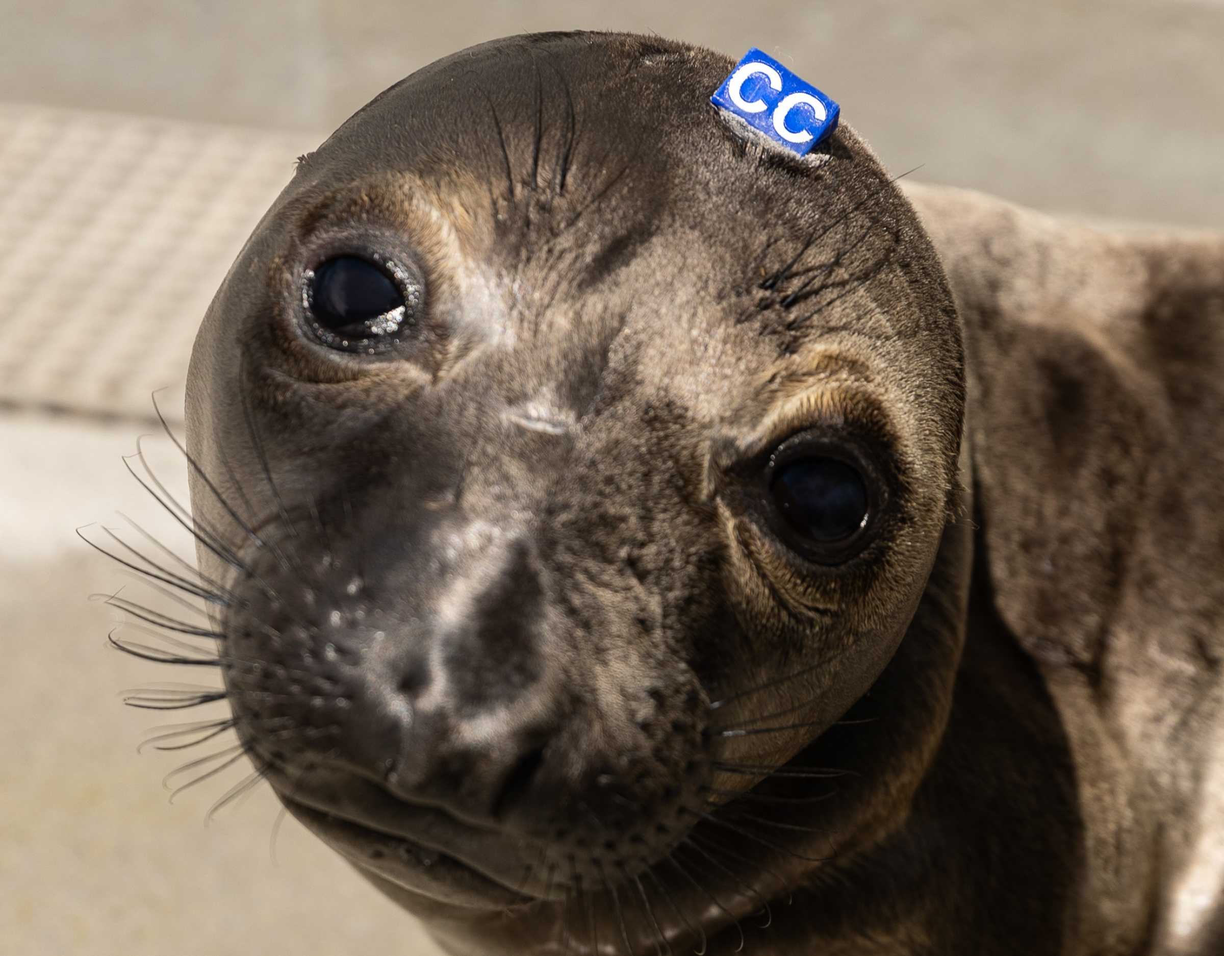 Delia | The Marine Mammal Center