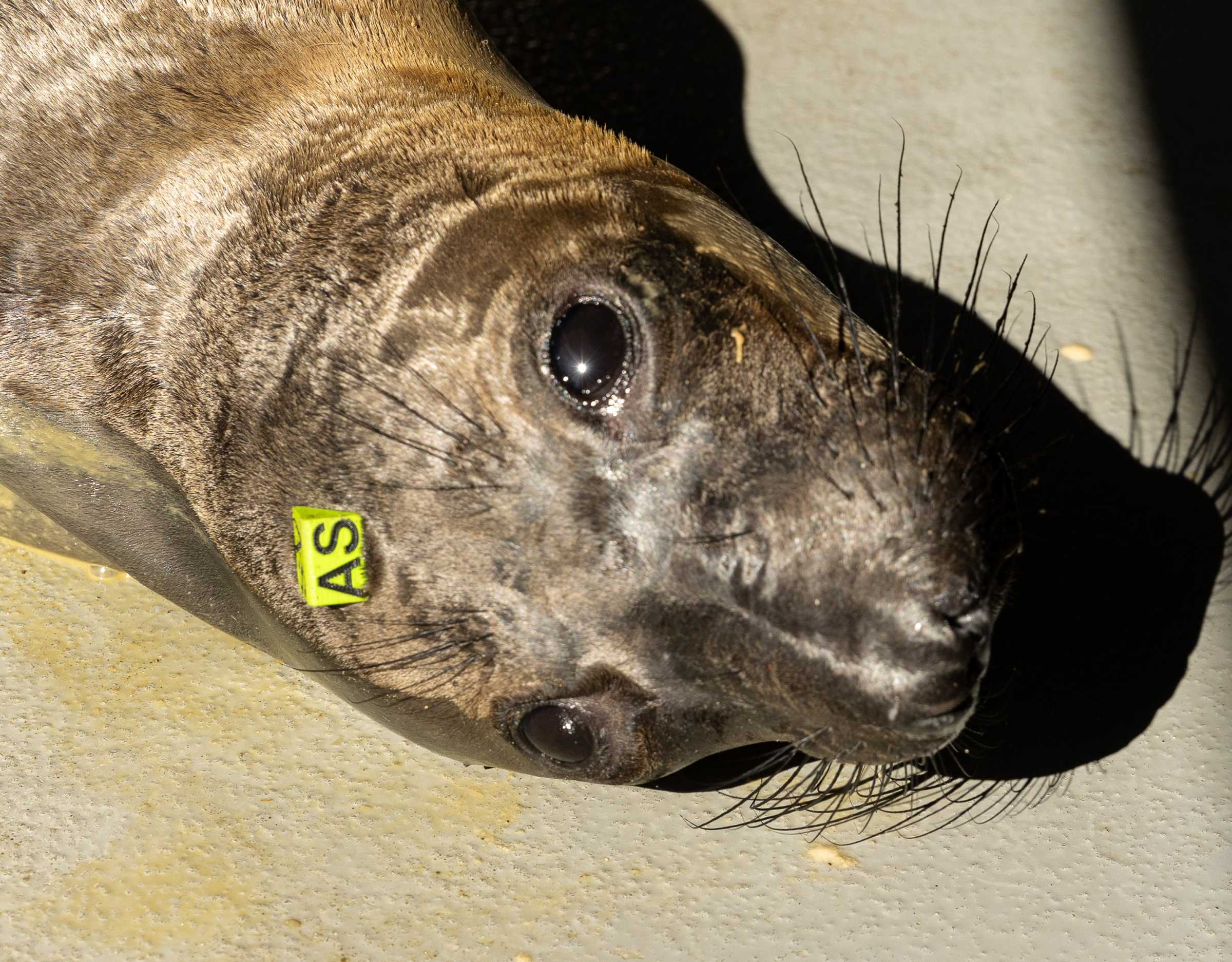 Shelf | The Marine Mammal Center