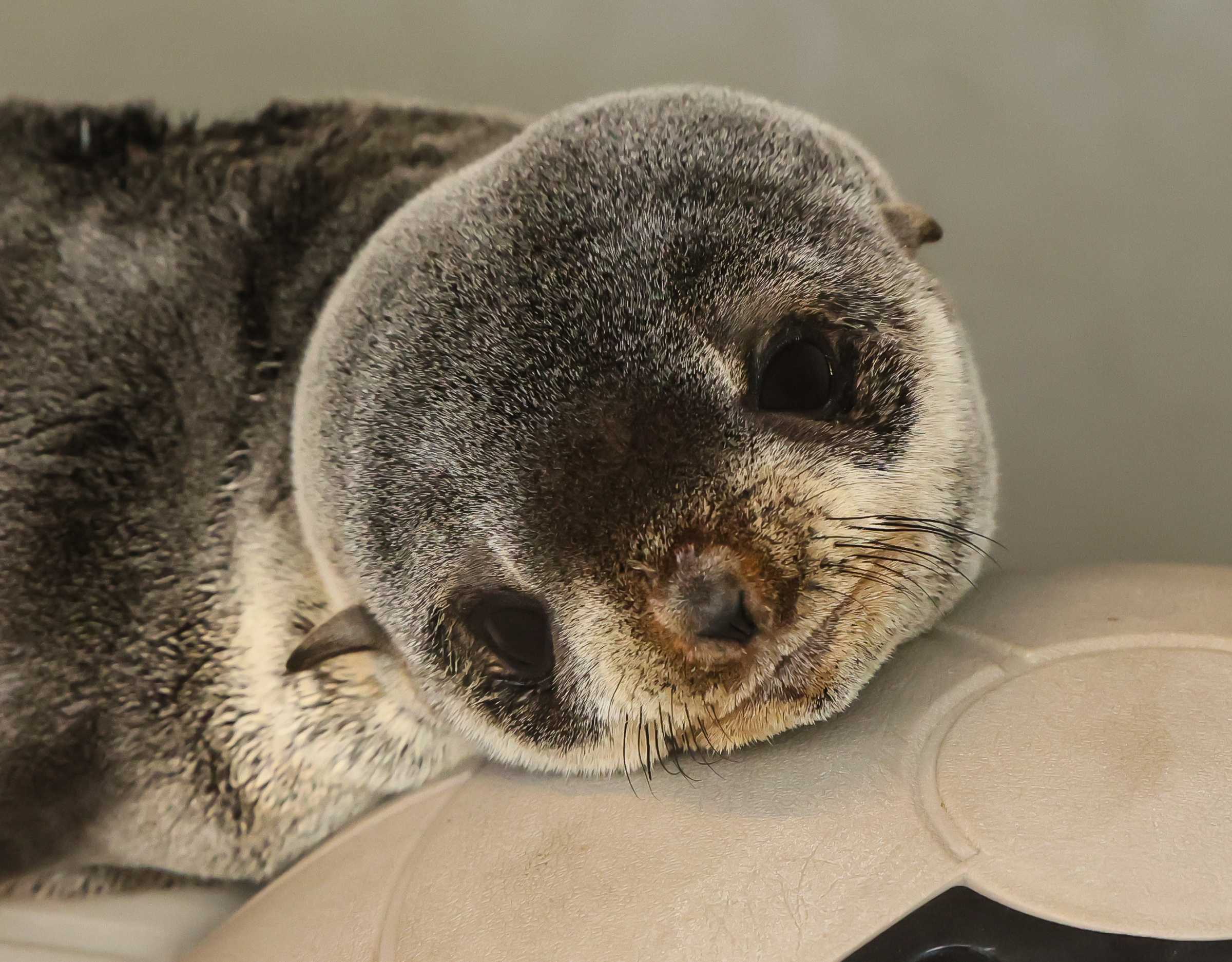 Lamuel | The Marine Mammal Center